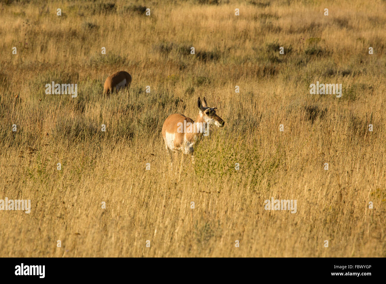Tall yellow grass hi-res stock photography and images - Alamy