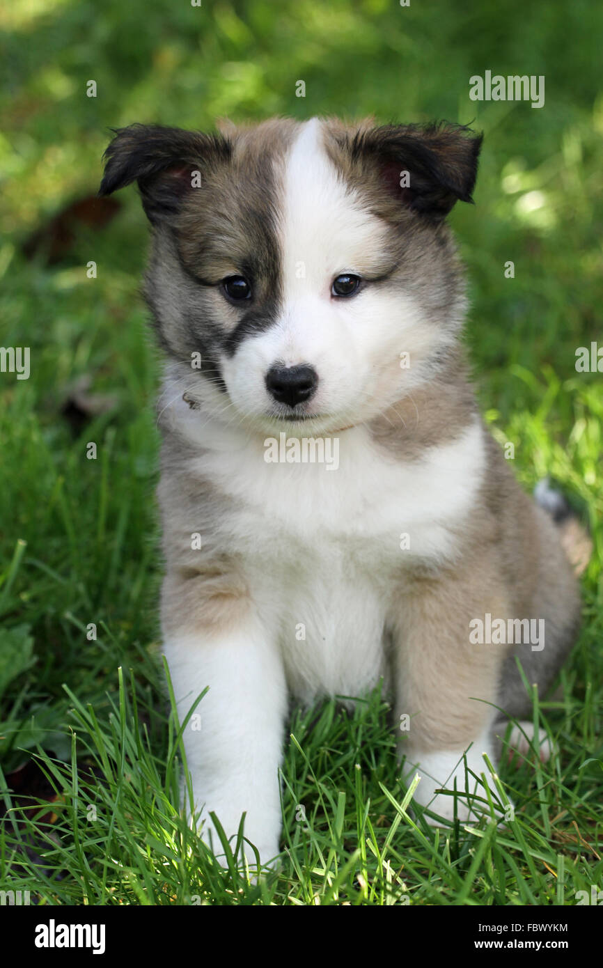 Icelandic Sheepdog Head High Resolution Stock Photography and Images ...