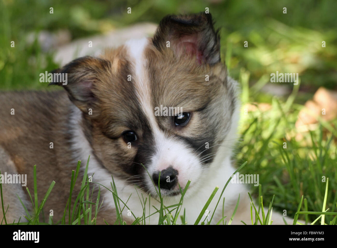 Icelandic Sheepdog Head High Resolution Stock Photography and Images ...
