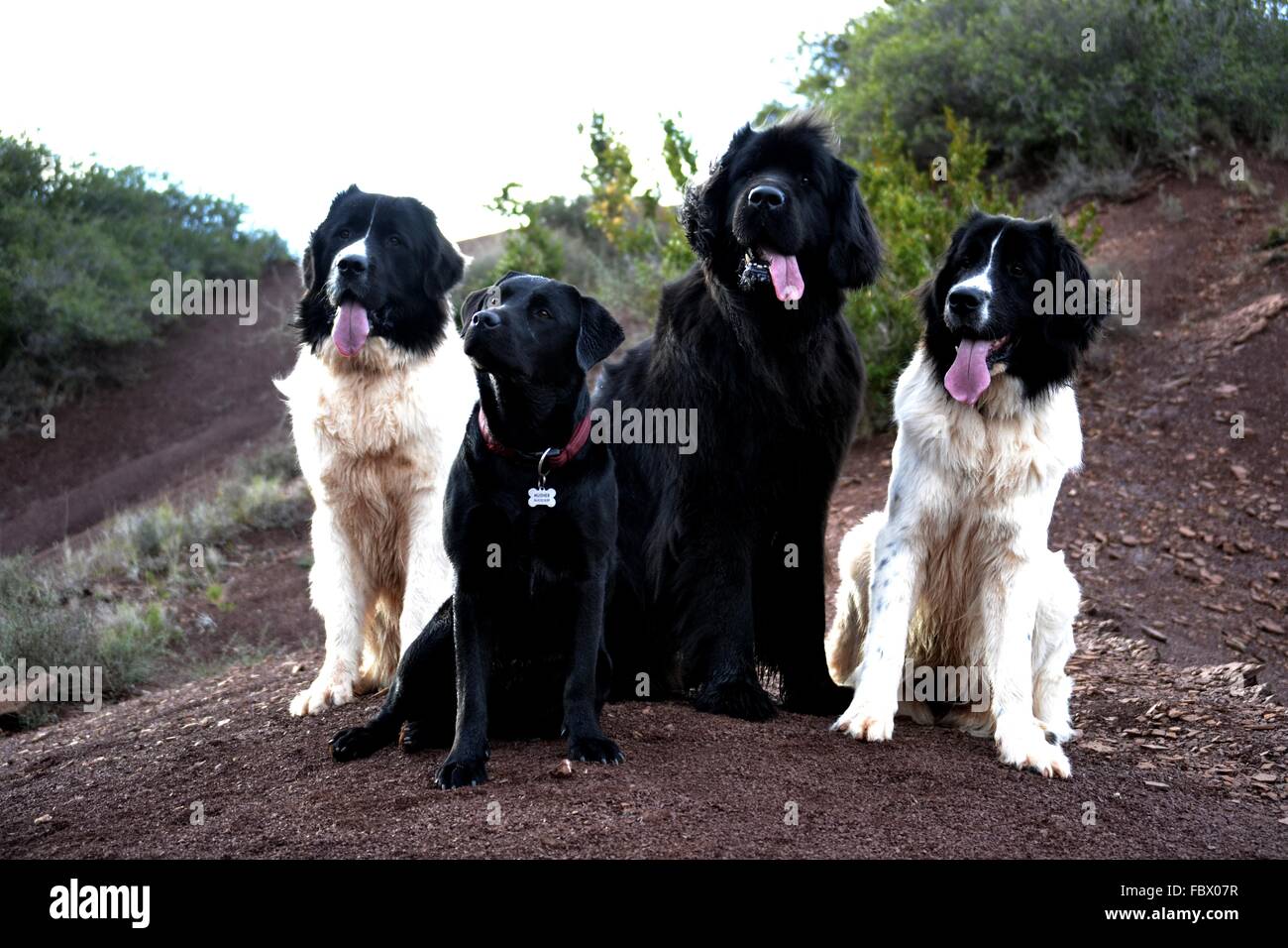 landseer, landseer dog, newfoundland, puppy, water work, waterwork, dog ...