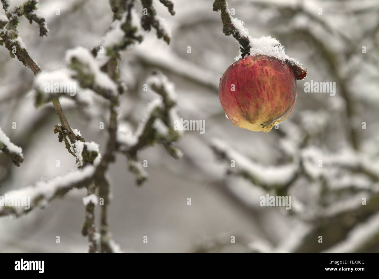 Winter foods hi-res stock photography and images - Alamy