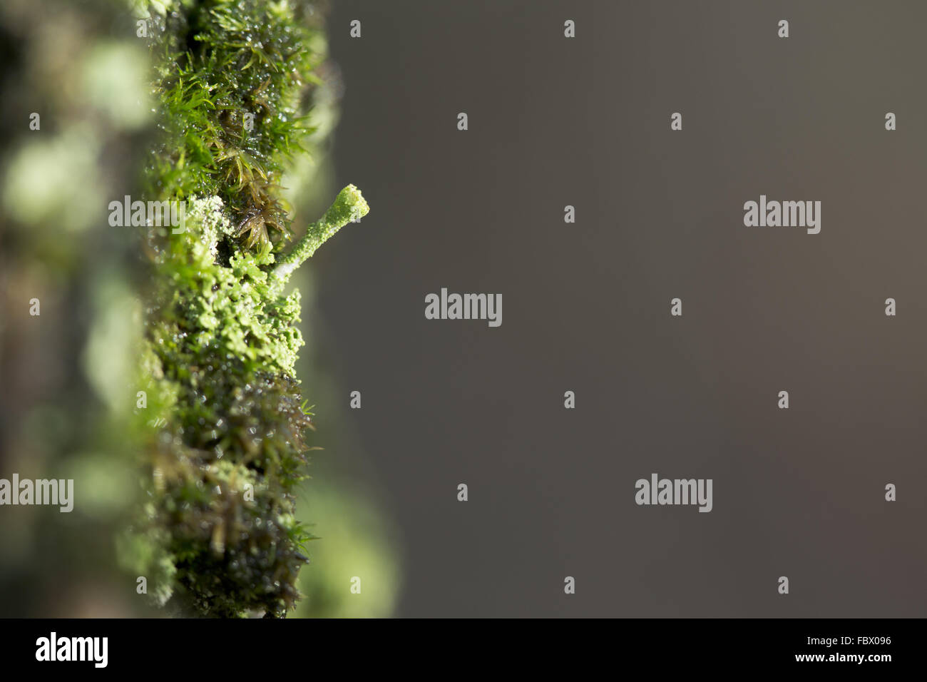 Pyxidata hi-res stock photography and images - Alamy