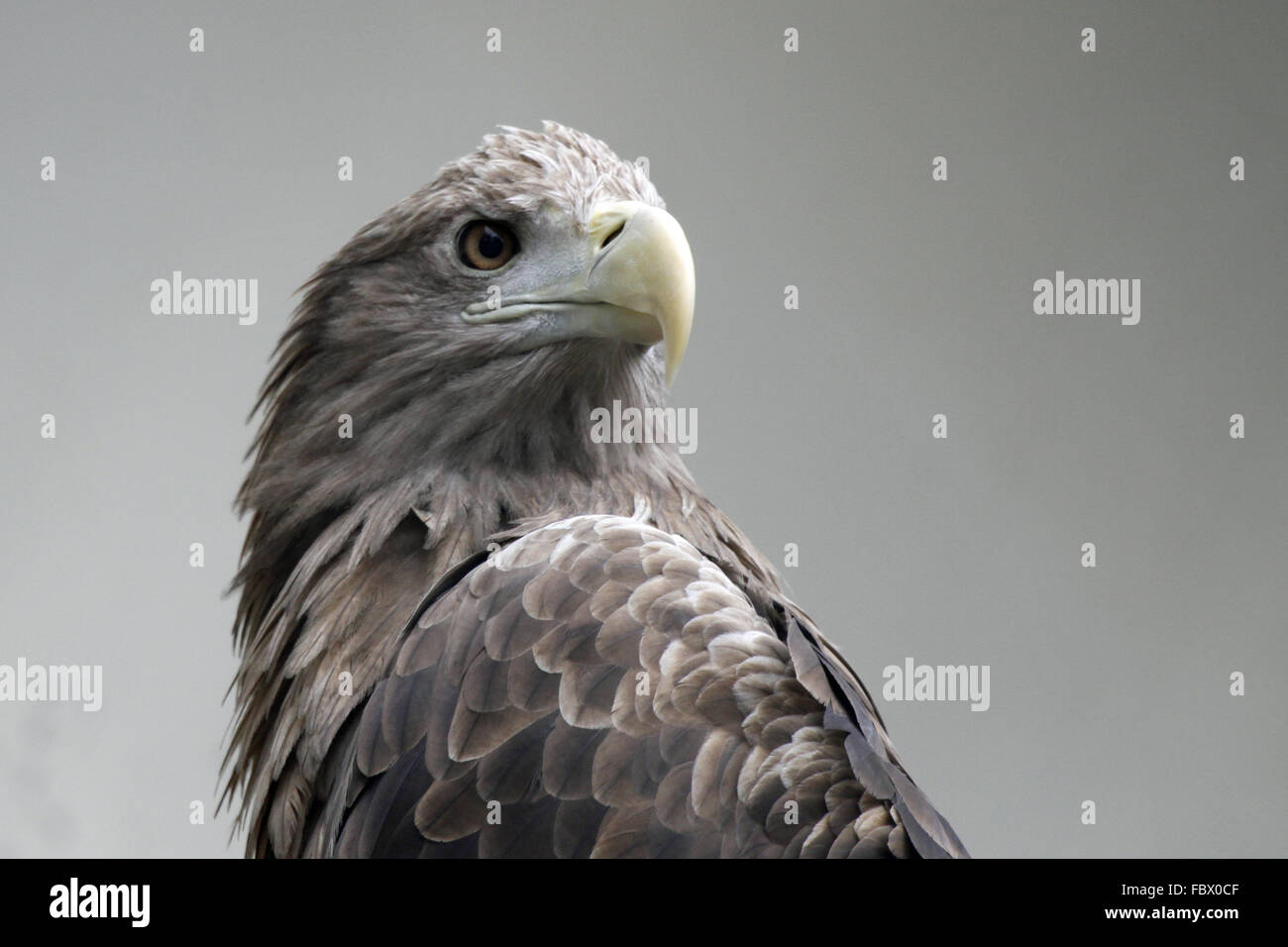 Echter adler hi-res stock photography and images - Alamy