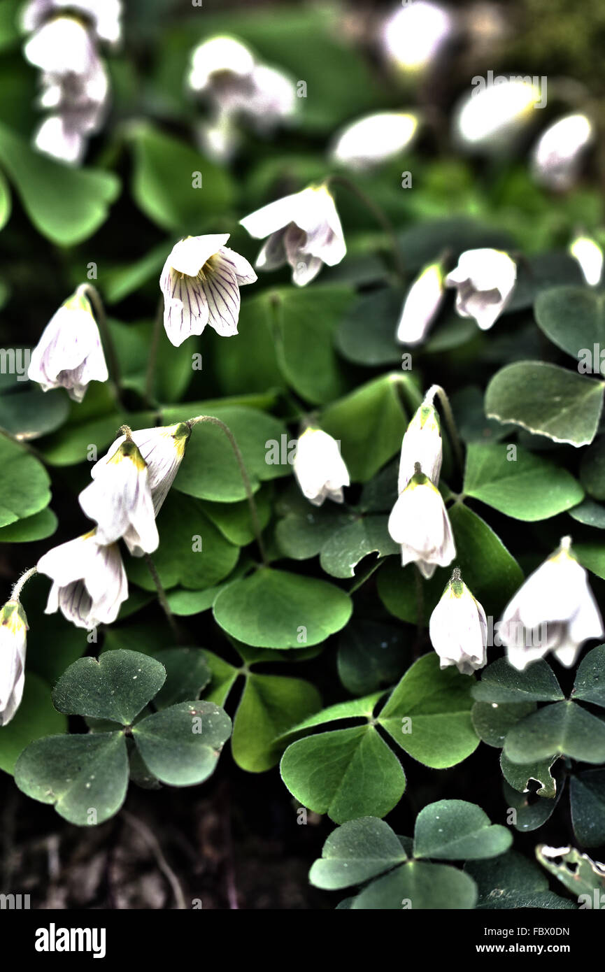 Flowering clover hi-res stock photography and images - Alamy