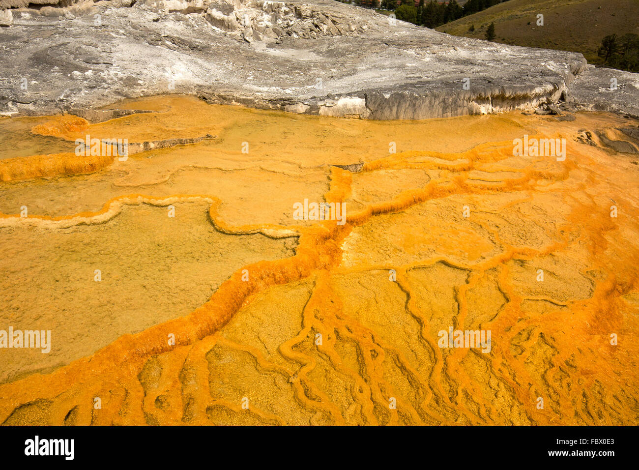 Yellowstone geothermal pools hi-res stock photography and images - Alamy