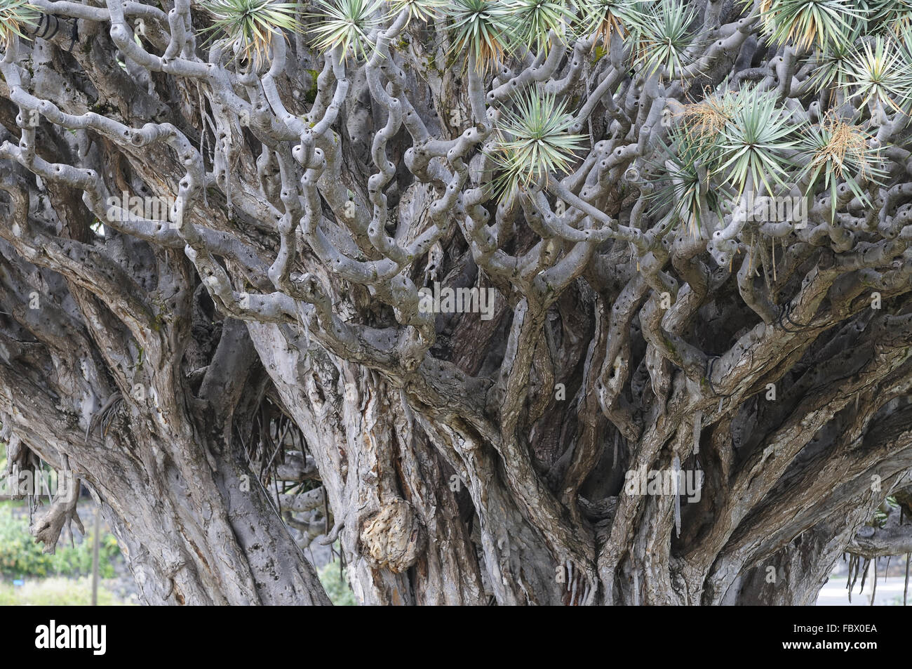 Drachenbaeume hi-res stock photography and images - Alamy