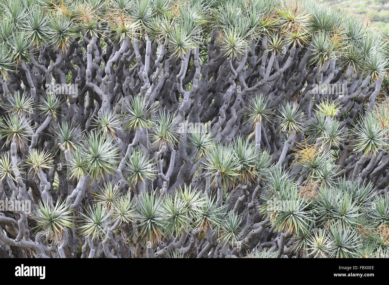 Dr tree hi-res stock photography and images - Alamy