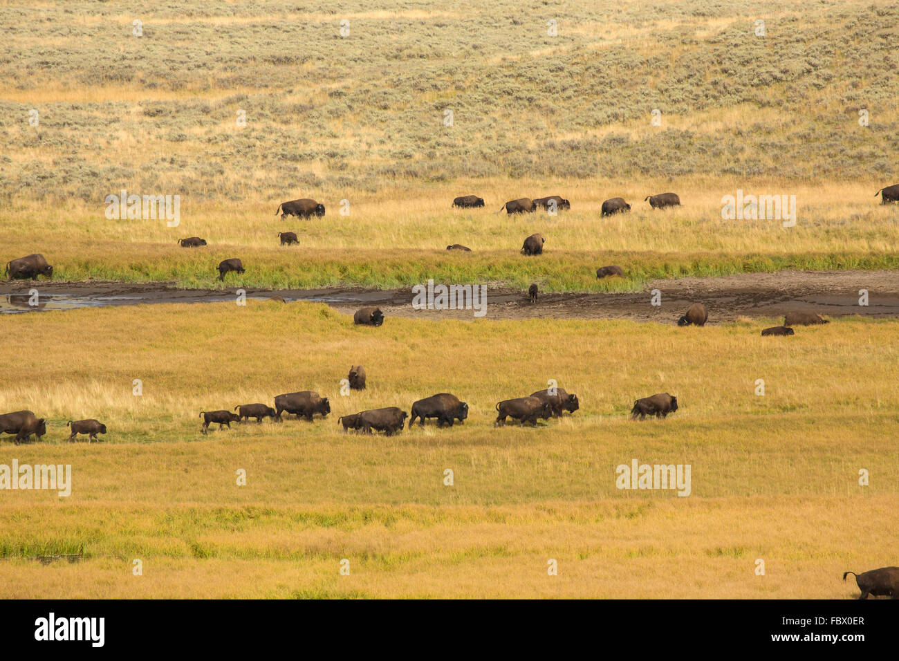 Herd of buffalo, Bison bison, on the yellowing grassy plains of Hayden ...