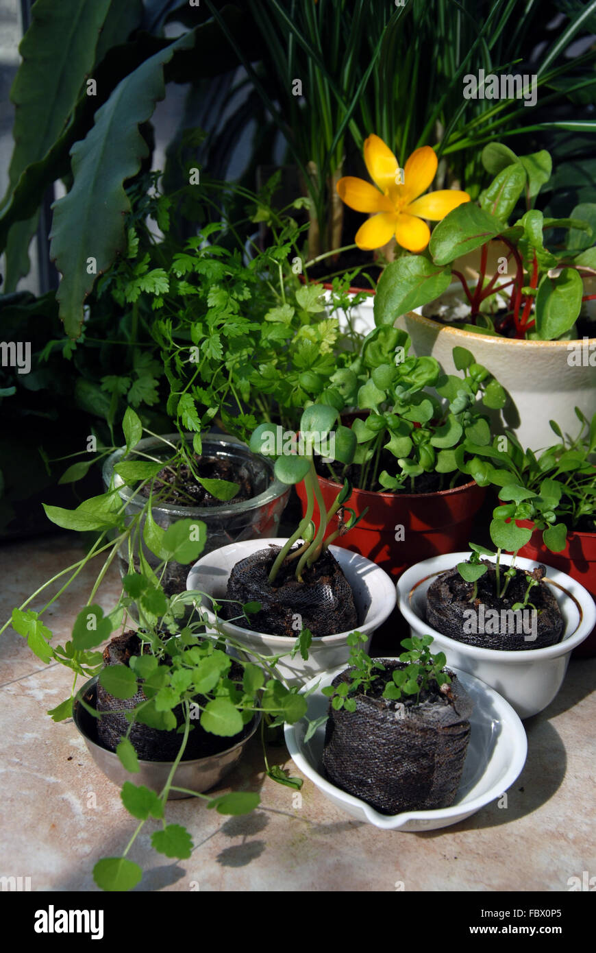 Vertical gardening balcony hi-res stock photography and images - Alamy