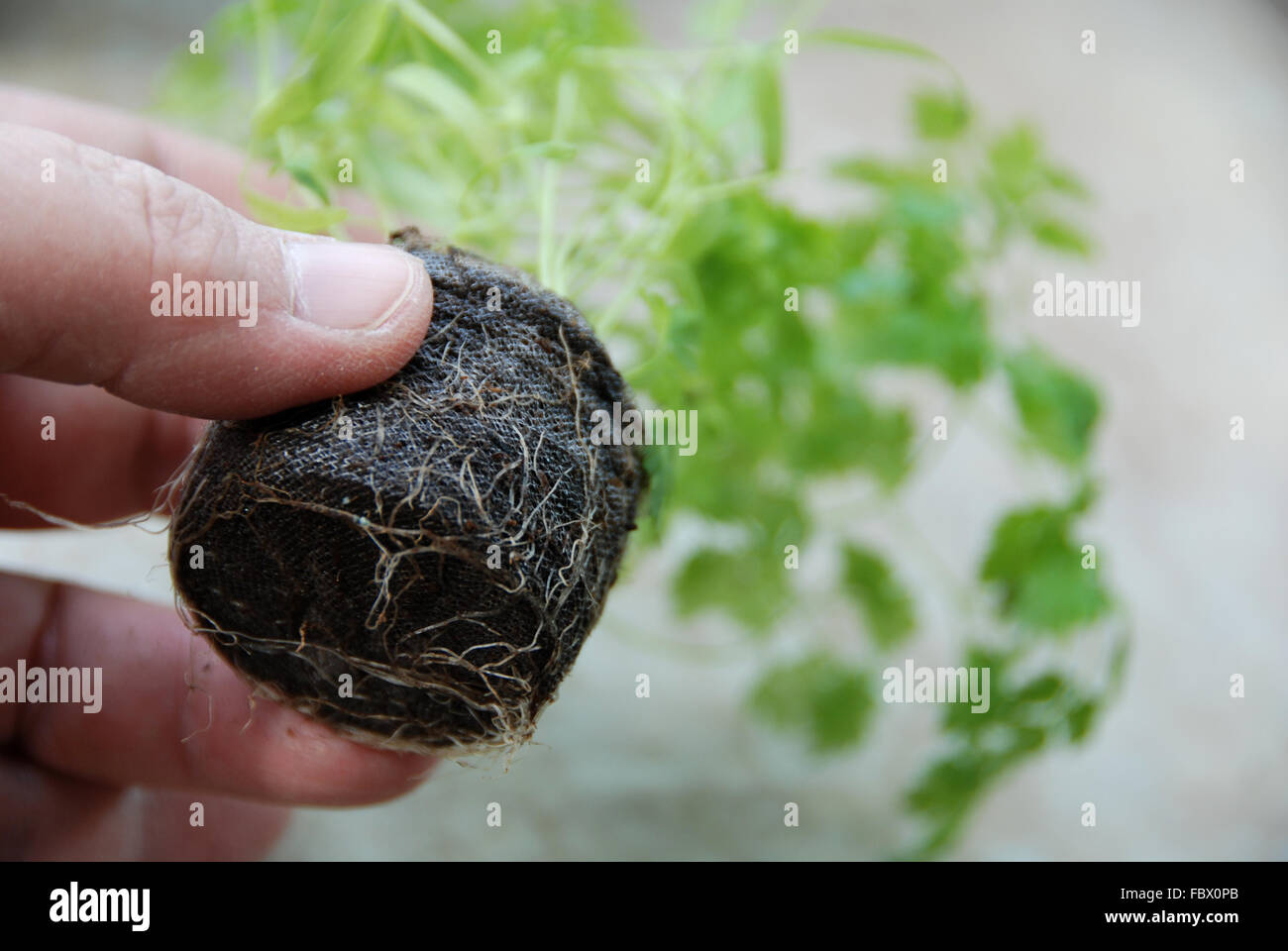 Well rooted plant Stock Photo - Alamy