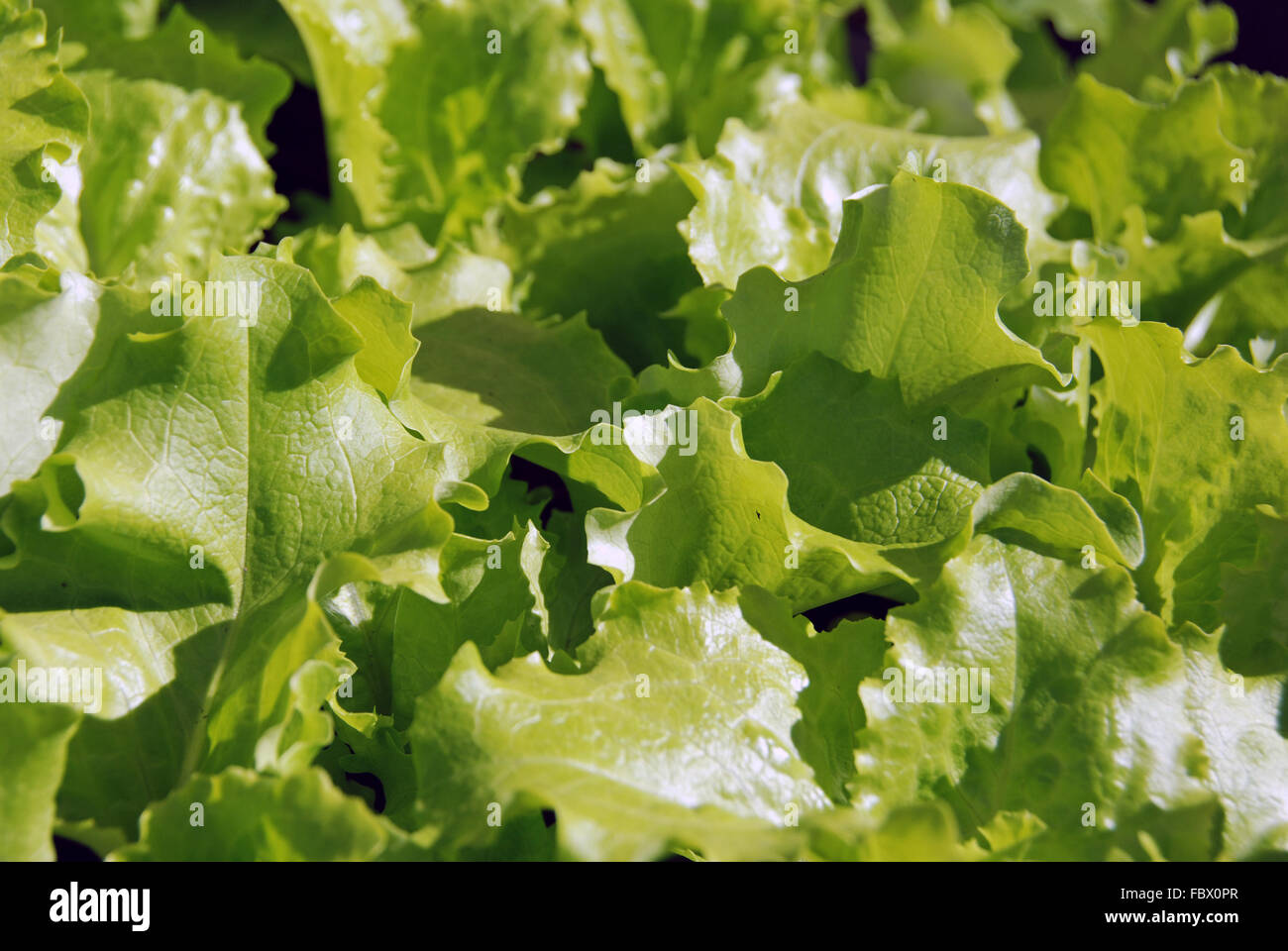 Iceberg lettuce saplings Stock Photo - Alamy