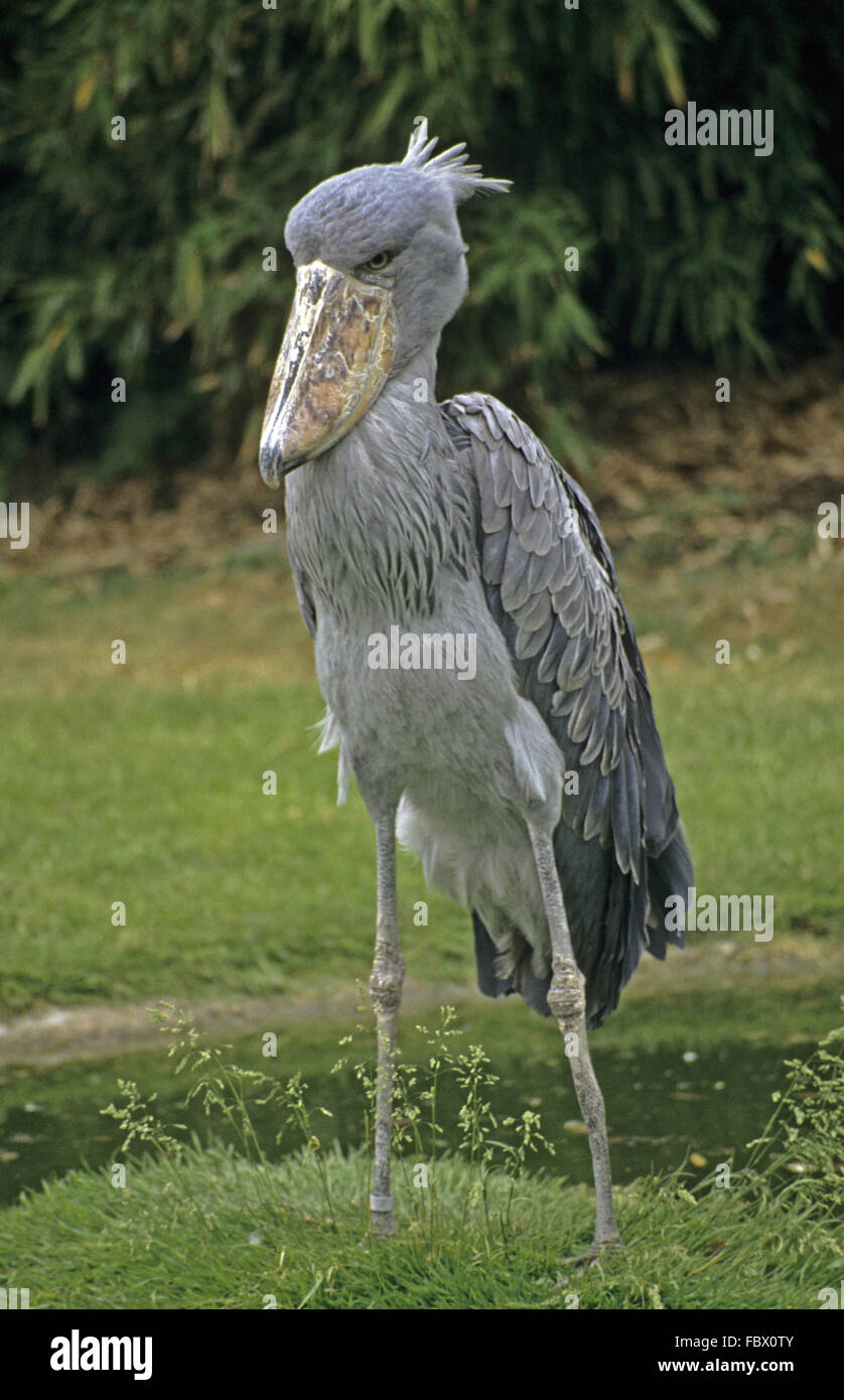 Schuhschnabel hi-res stock photography and images - Alamy