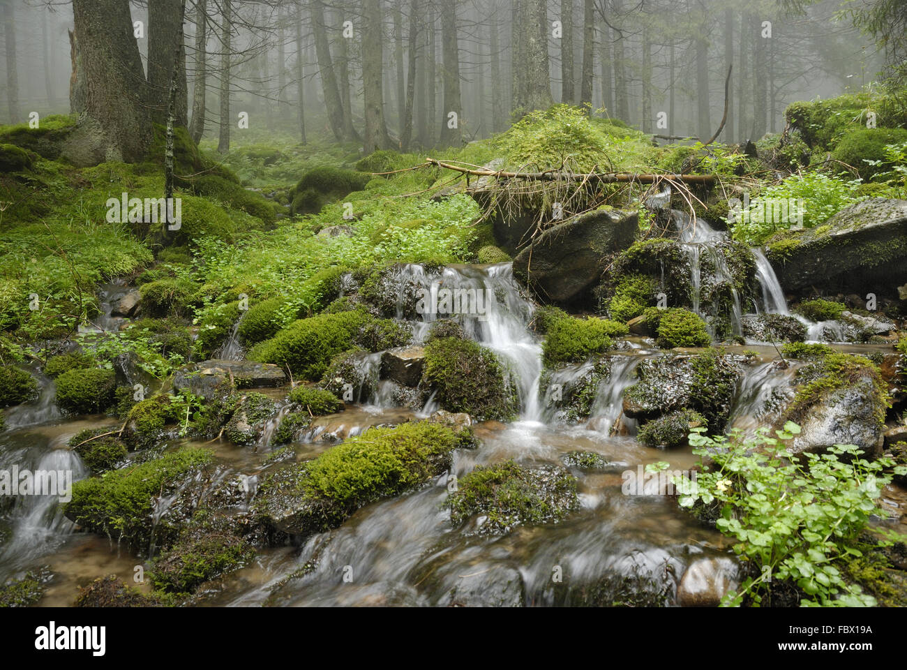 Carpathian forest hi-res stock photography and images - Alamy