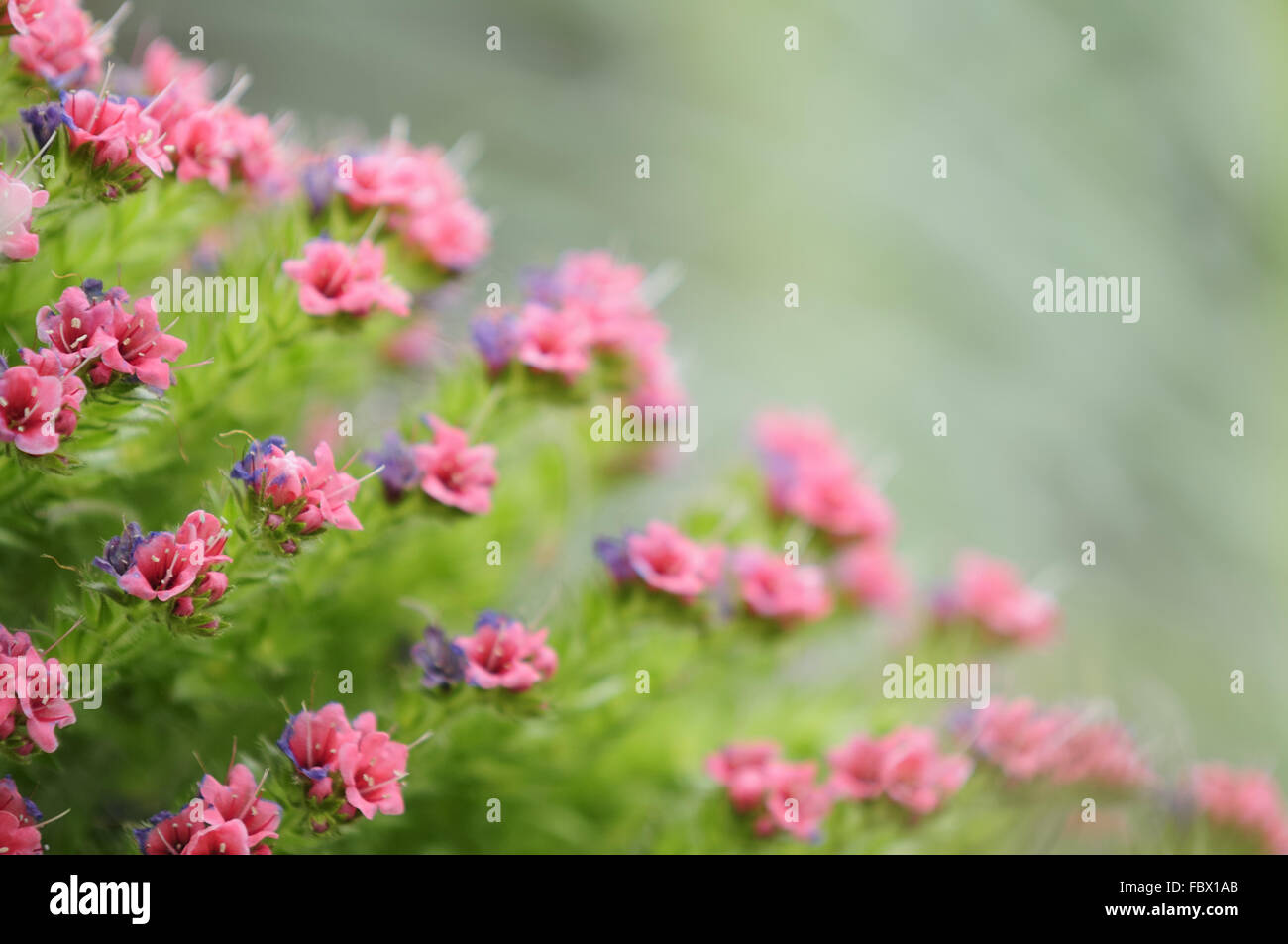 Tenerife bugloss or mount teide bugloss hi-res stock photography and ...