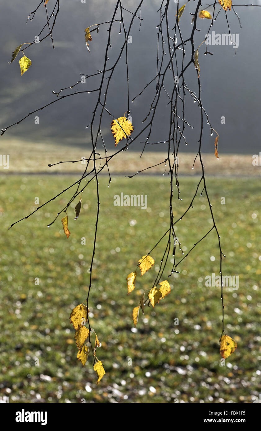 Autumn branches hi-res stock photography and images - Alamy