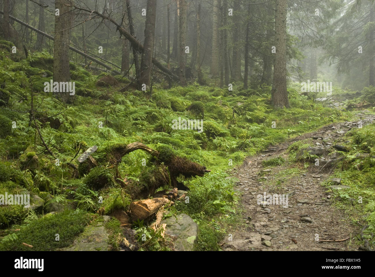 track in wilde forest Stock Photo - Alamy