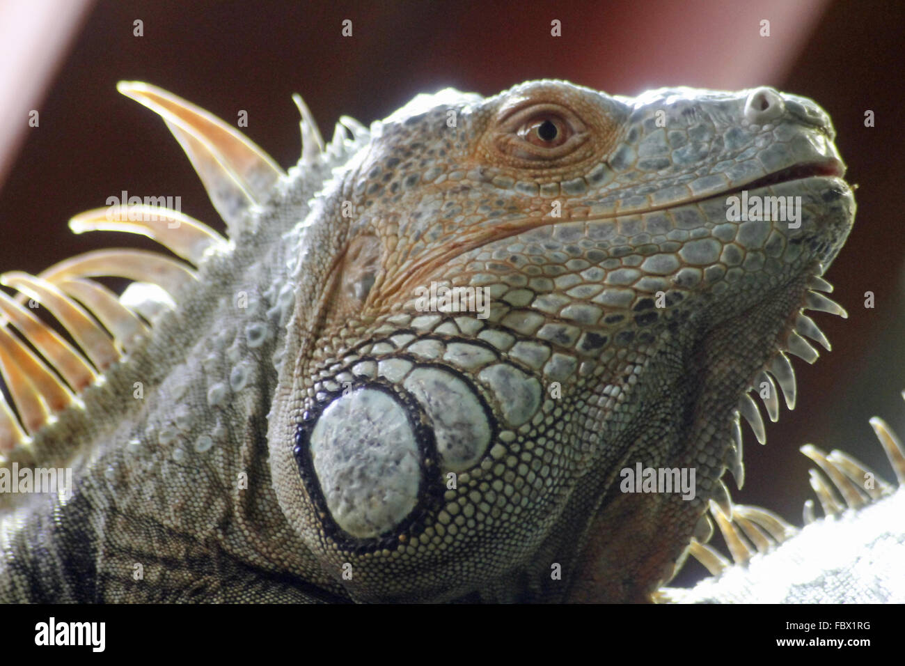 Iguana puerto rico hi-res stock photography and images - Alamy