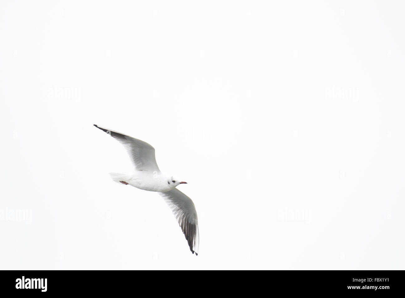 Black headed gull larus ridibundus animal Cut Out Stock Images ...