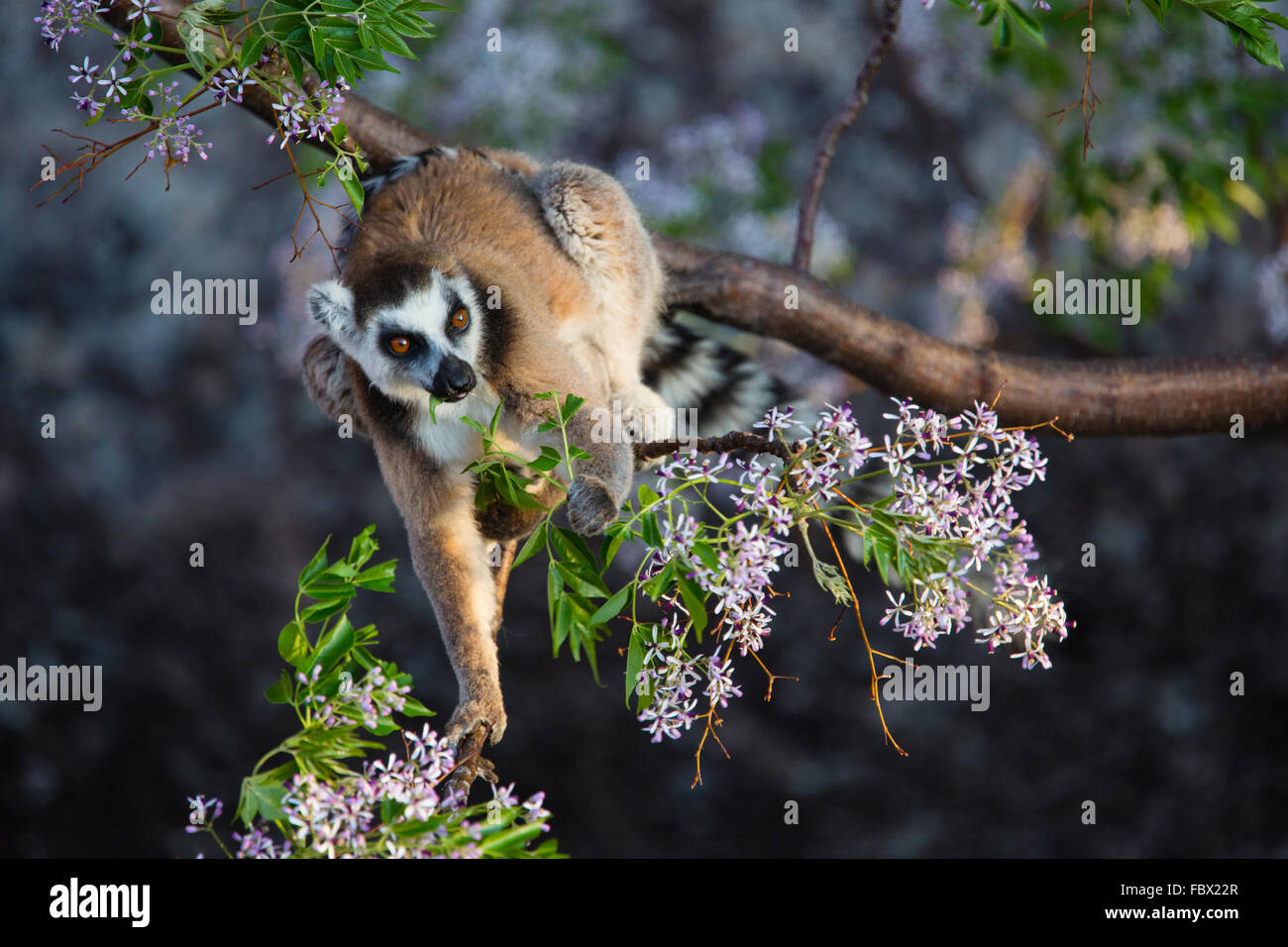 Ring Tailed lemur, catta, in the Anja Community reserve, Ambalavao ...
