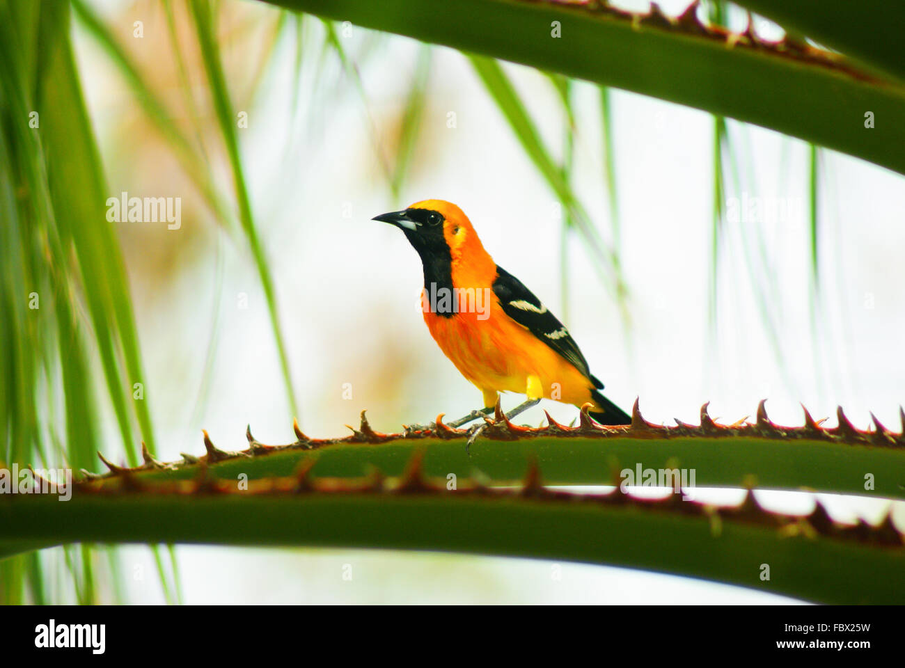 Northern Baltimore Oriole High Resolution Stock Photography and Images ...