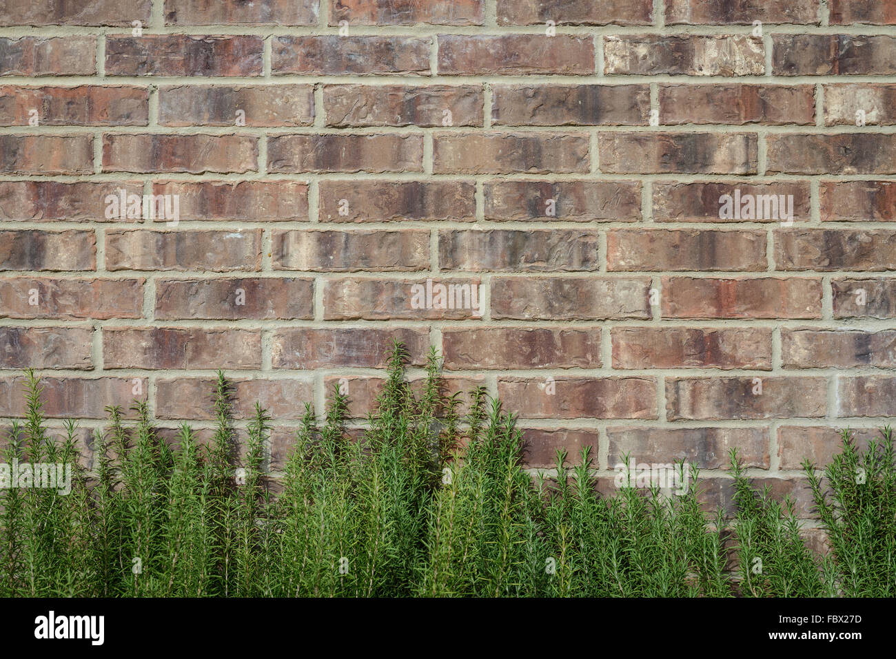 background of random dark brown tone brick wall with green bush ...