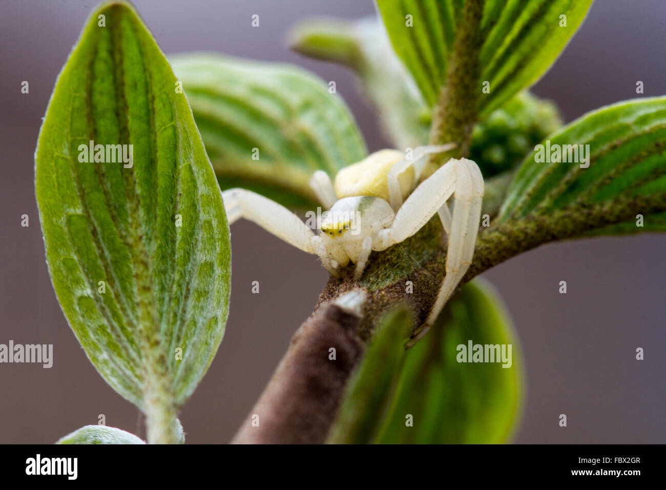 Hairy crab spider hi-res stock photography and images - Alamy
