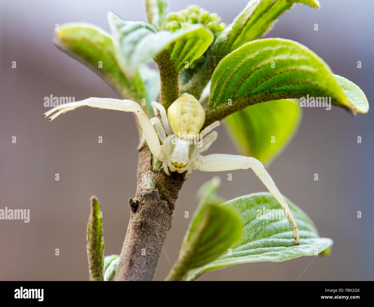 Misumena vatia hi-res stock photography and images - Alamy