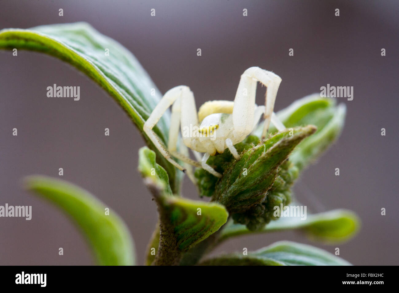 Crab Spider Closeup Stock Photo - Alamy