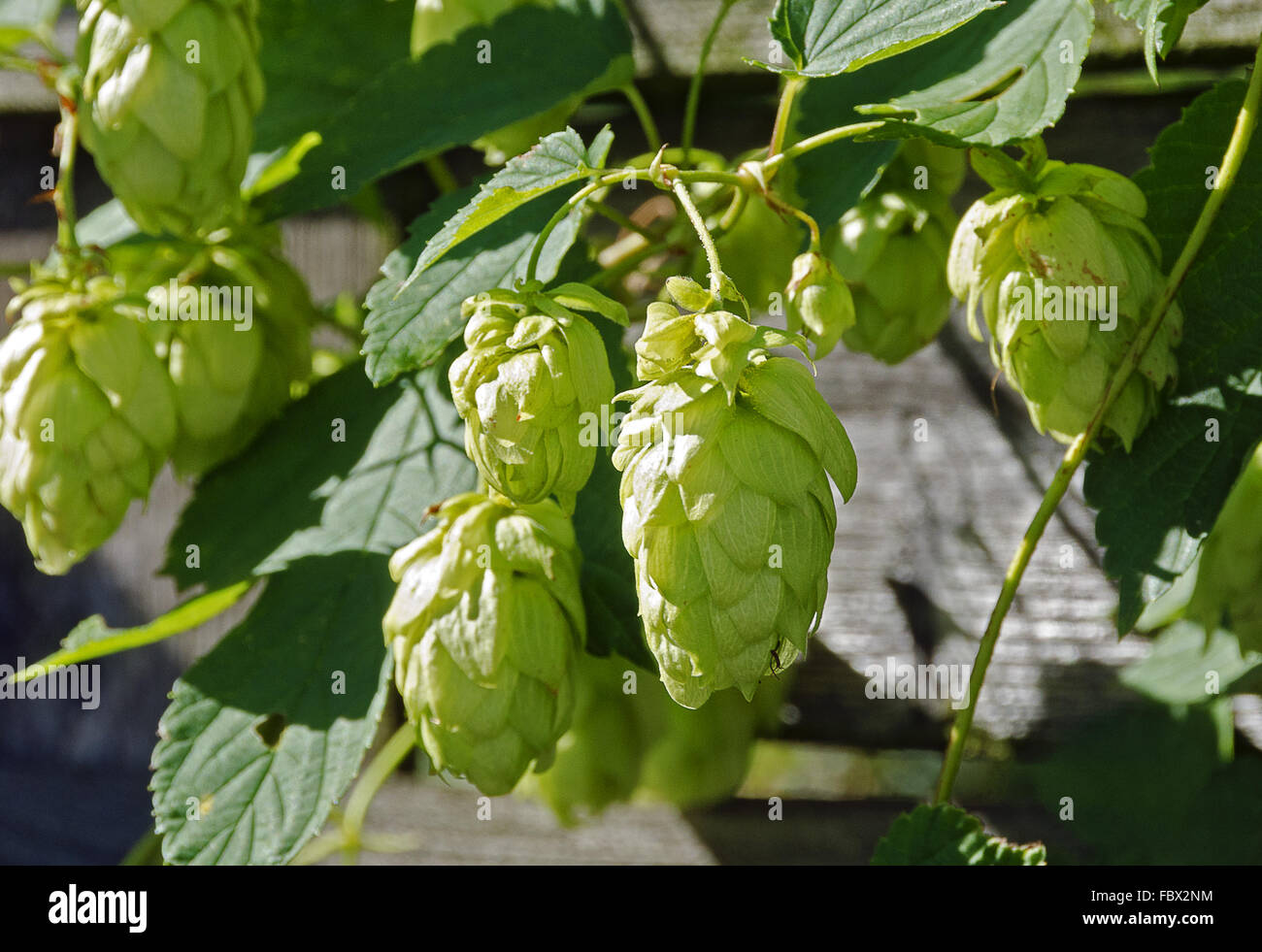 Seed umbel hi-res stock photography and images - Alamy
