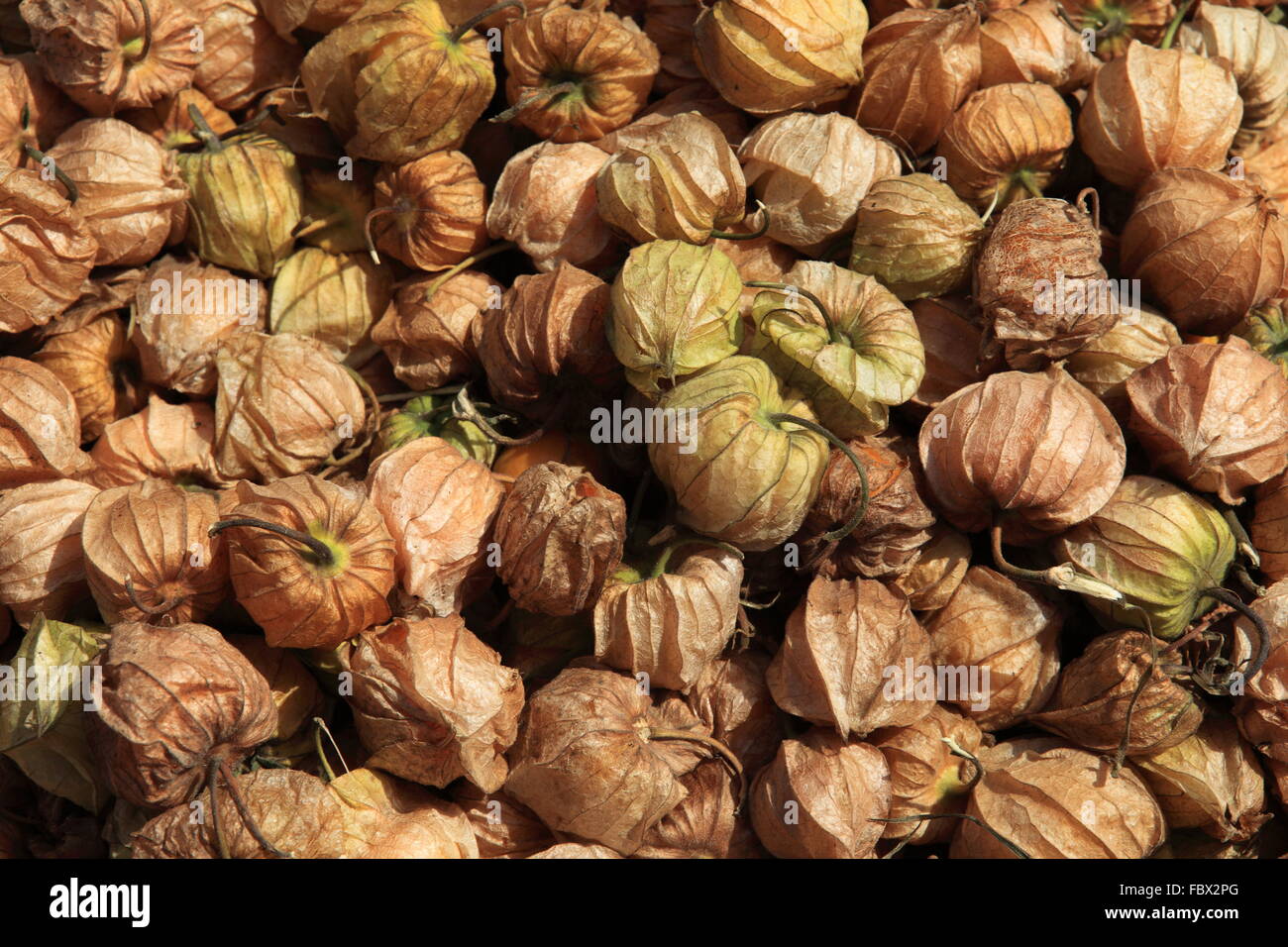 Physalis frucht hi-res stock photography and images - Alamy