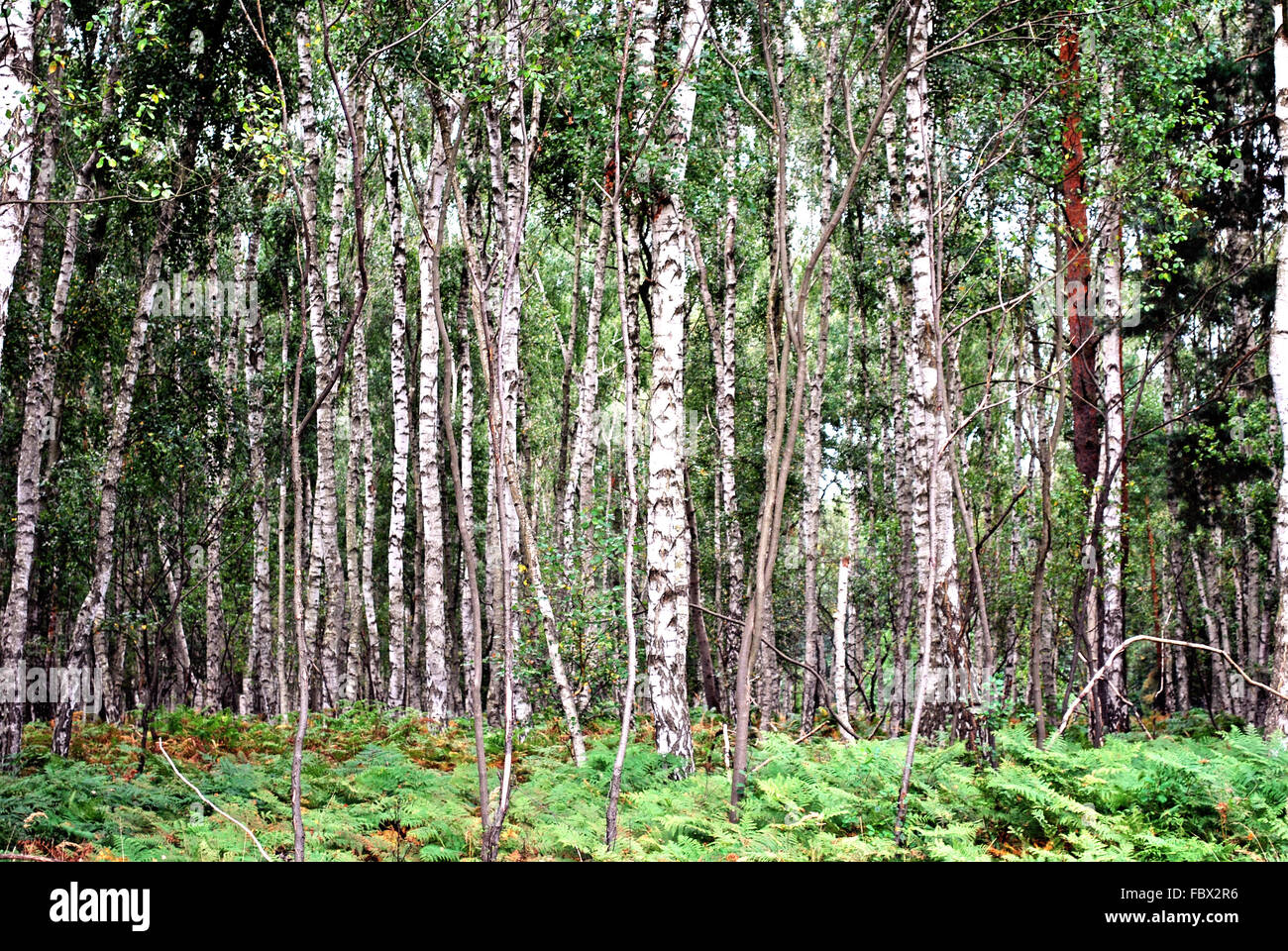 Birch wood hi-res stock photography and images - Alamy