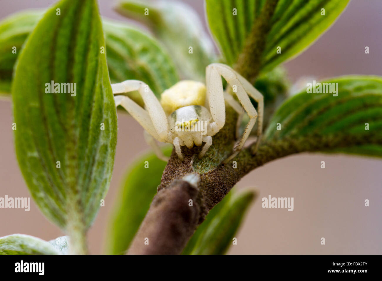 Crab spider on a plant Stock Photo - Alamy