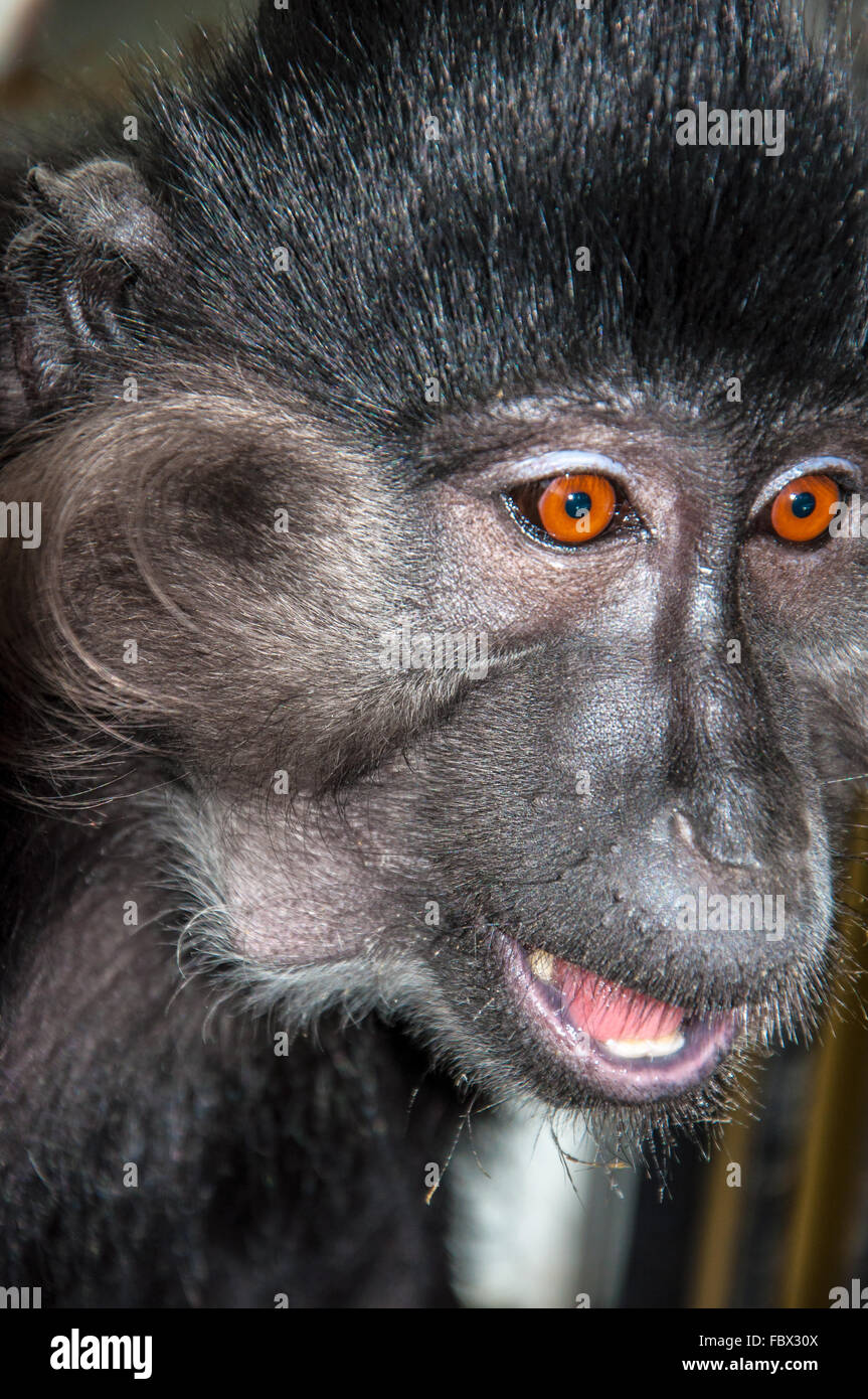 Portrait of a monkey Stock Photo - Alamy