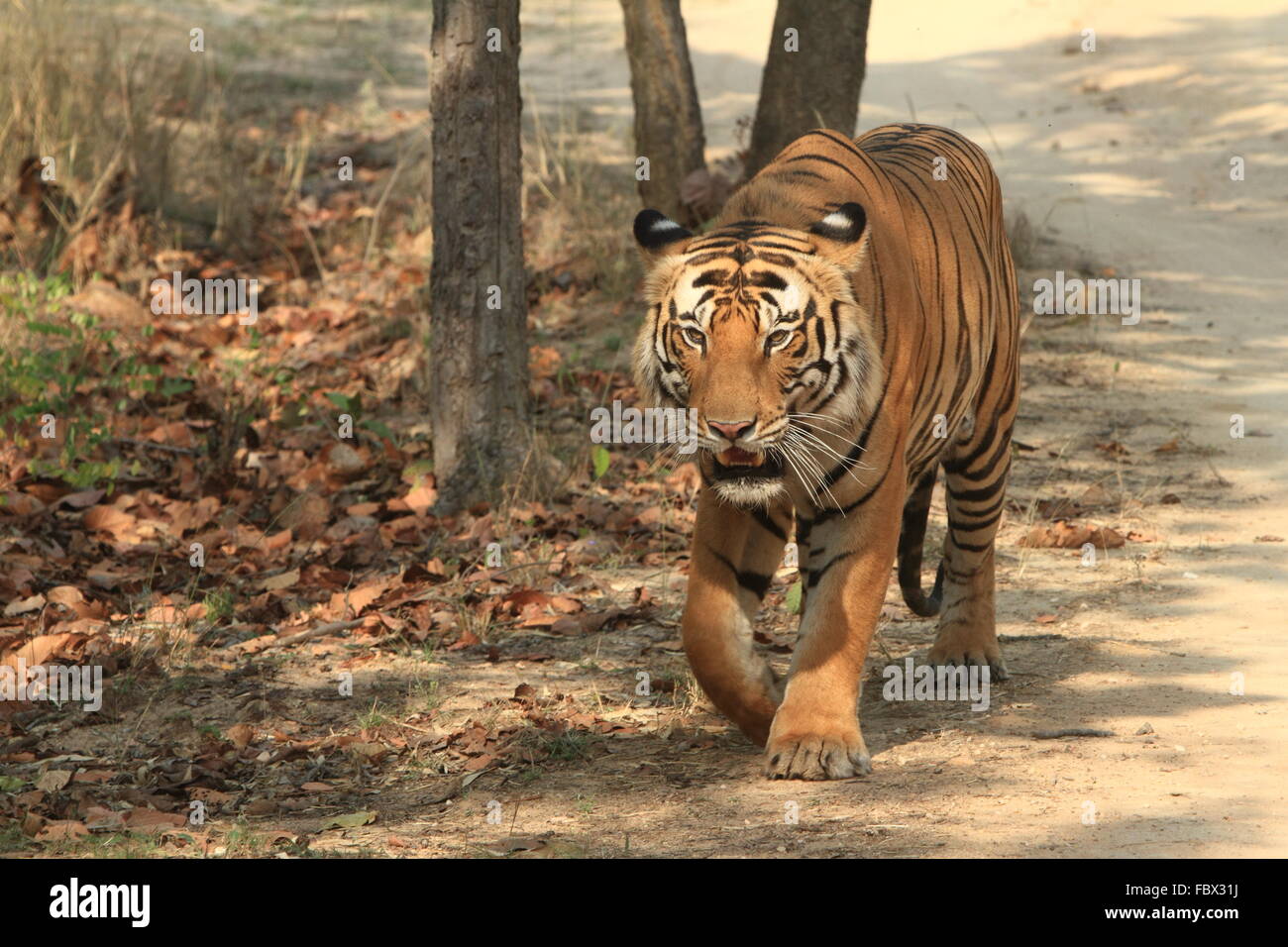 Tiger in India Stock Photo - Alamy