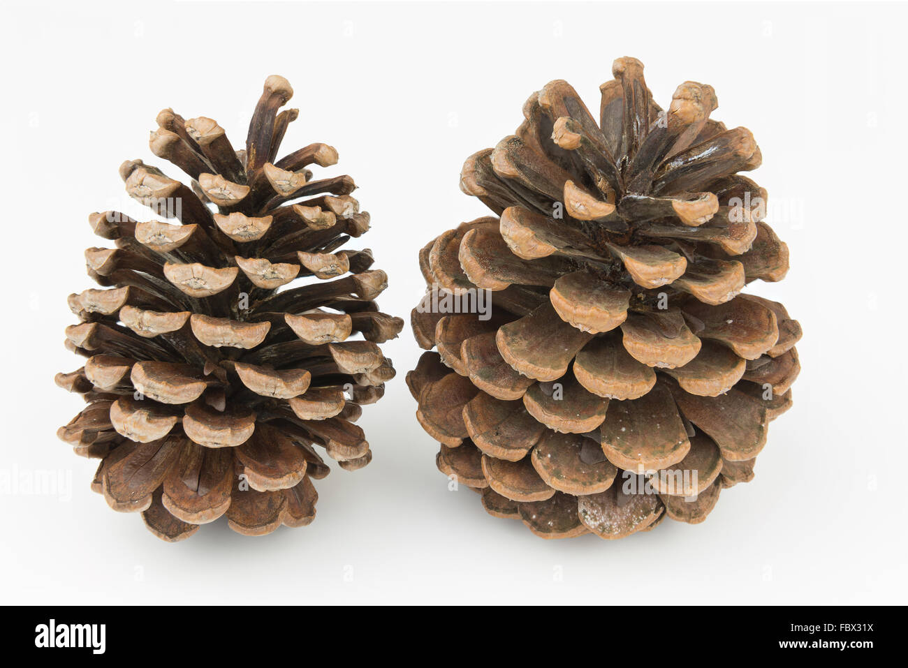 Two dried pine cones on isolated white background Stock Photo - Alamy