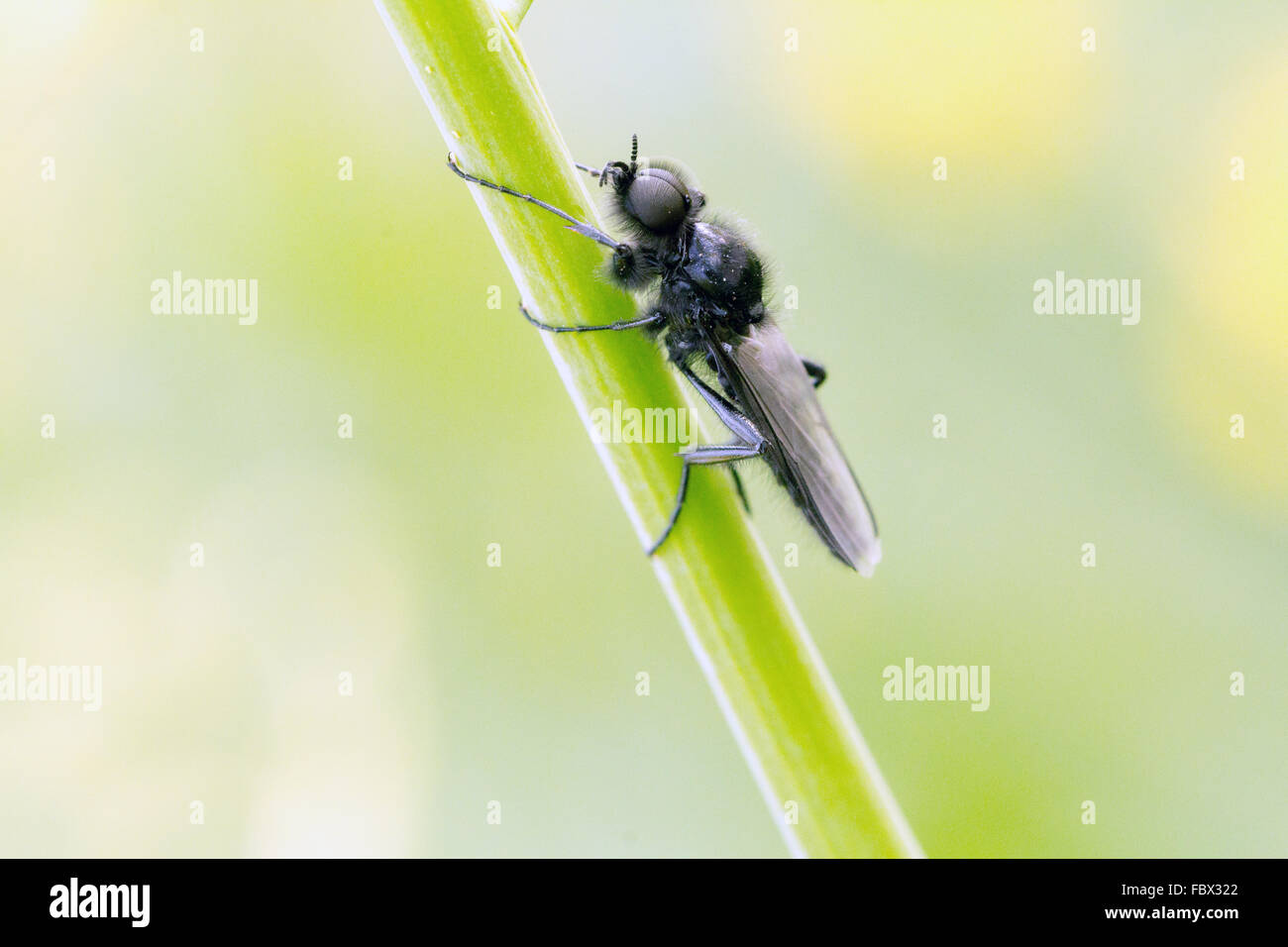 St. Mark's fly, bibio marci Stock Photo - Alamy