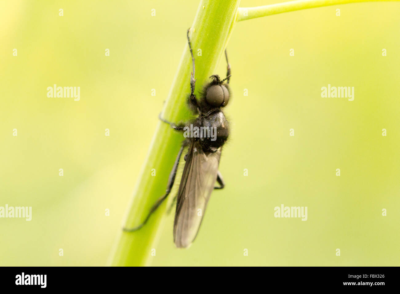 St. Mark's fly, bibio marci Stock Photo - Alamy
