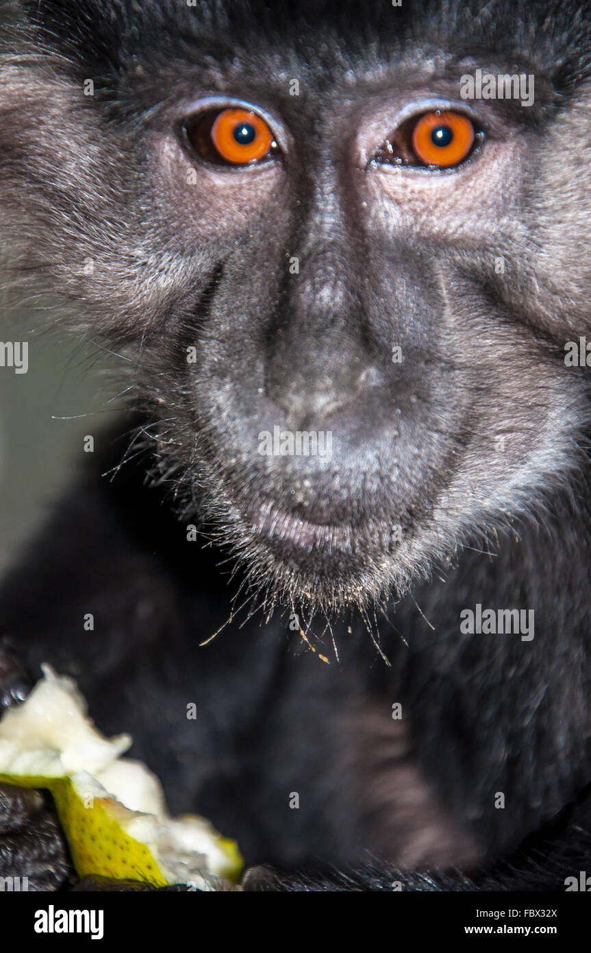 Portrait of a monkey Stock Photo - Alamy