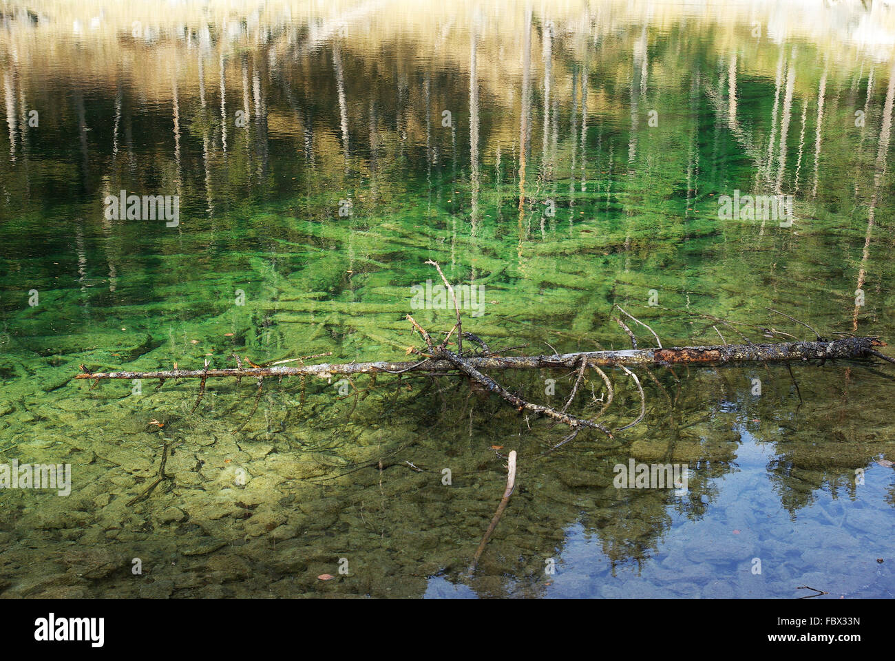 Underwater reflection of trees hi-res stock photography and images - Alamy