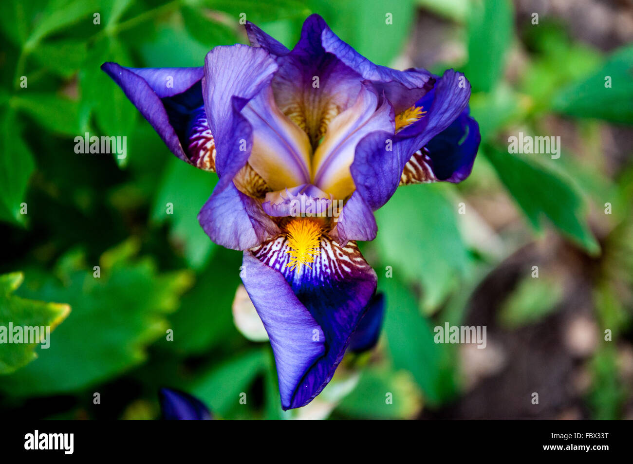 Blue Iris flower Stock Photo - Alamy