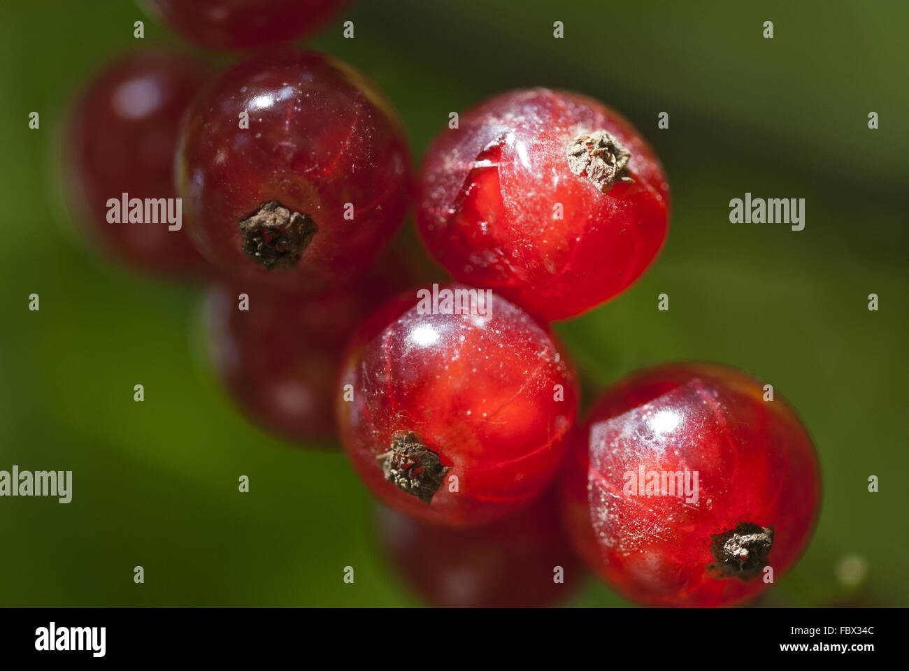 Near exposure of redcurrant fruits Stock Photo - Alamy