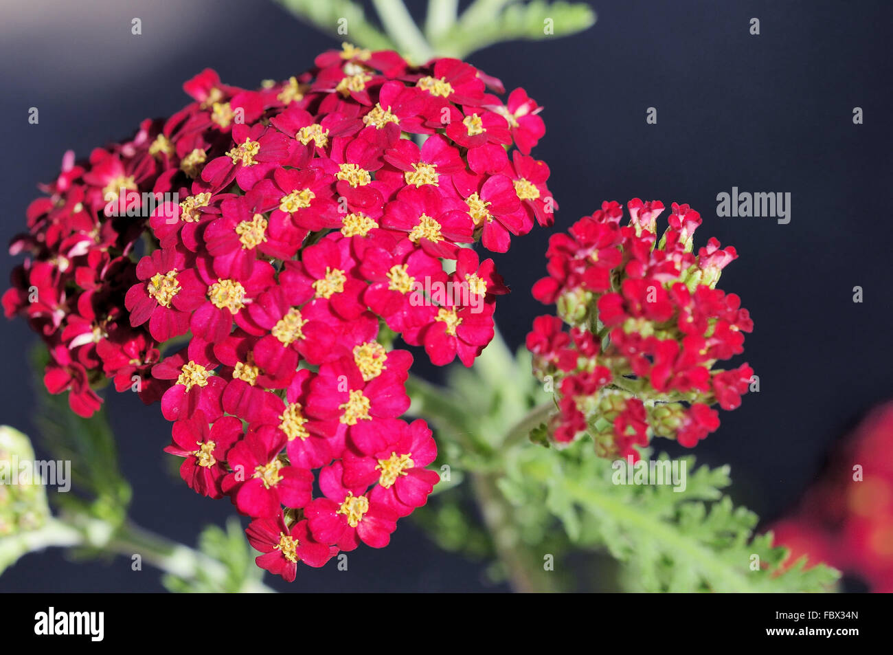 Yarrow achillea millefolium paprika hi-res stock photography and images ...