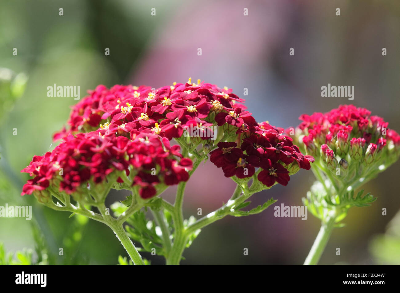 yarrow hybrid paprika Stock Photo - Alamy