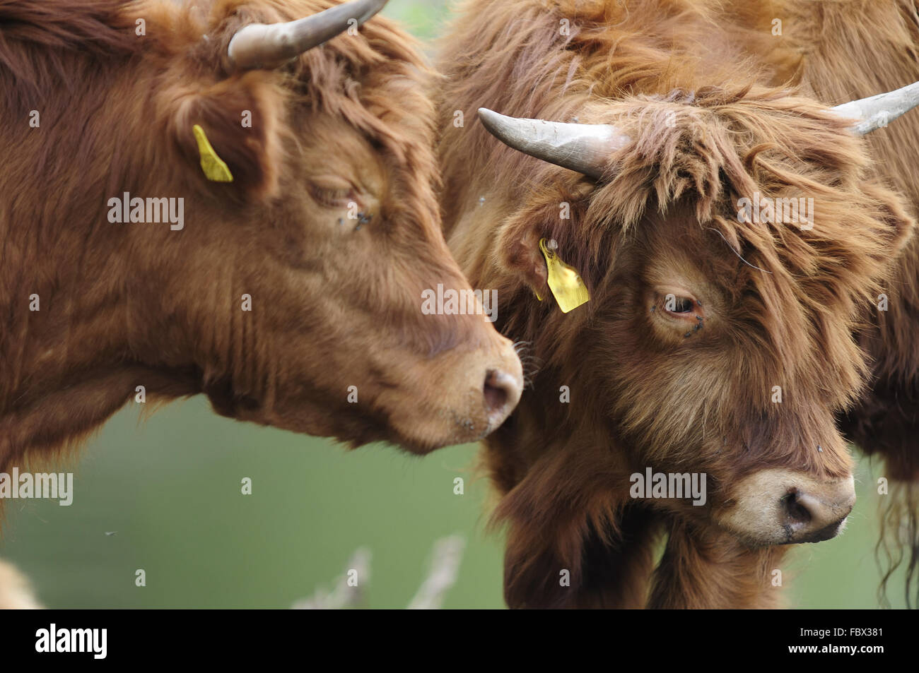 Heckrinder hi-res stock photography and images - Alamy