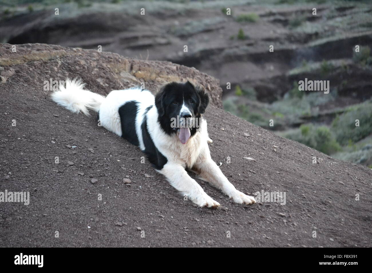 landseer, landseer dog, newfoundland, puppy, water work, waterwork, dog ...