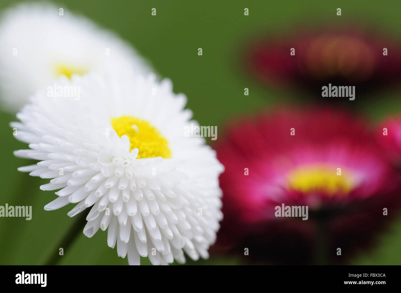 Daisy hybrids hi-res stock photography and images - Alamy