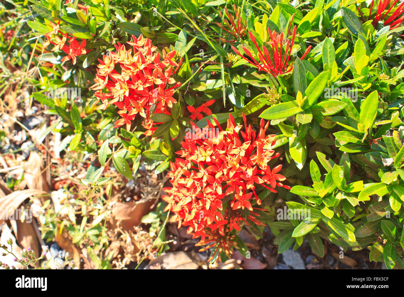 red ixora coccinea flower Stock Photo - Alamy