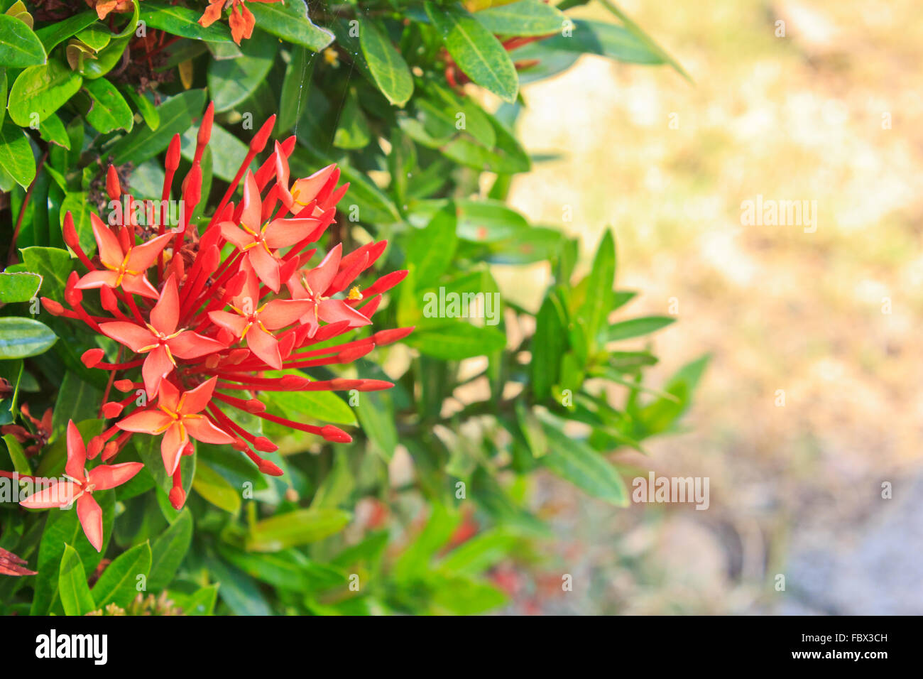 Red ixora hi-res stock photography and images - Alamy