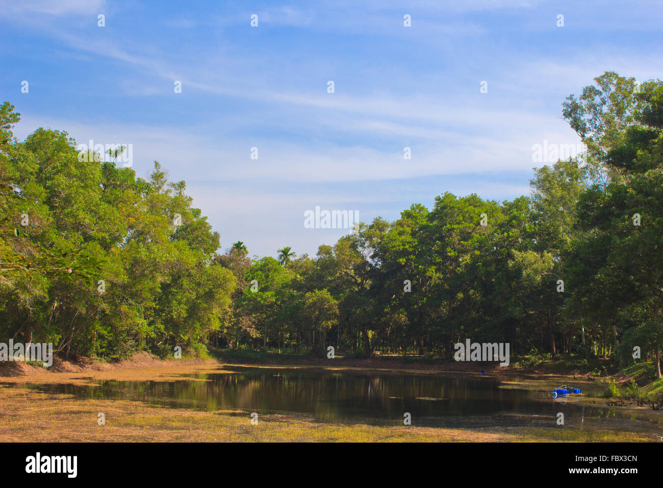 swamp and green forest Stock Photo - Alamy