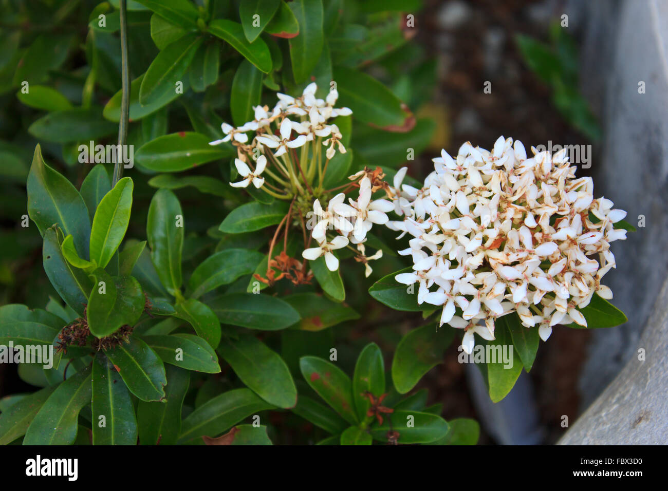 White Ixora Plant